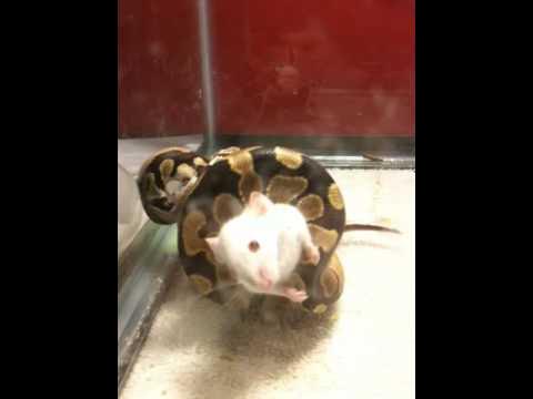 python kills mouse - YouTube