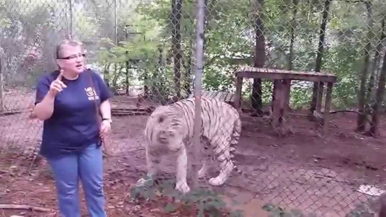 Our Tour at the Carolina Tiger Rescue - YouTube