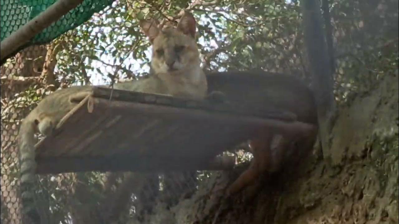 Chhatbir Zoo,Royal Bengal Tiger, Asiatic Lion, Leopard, Hippo, Civet Cat, Himalayan Black Bear ...