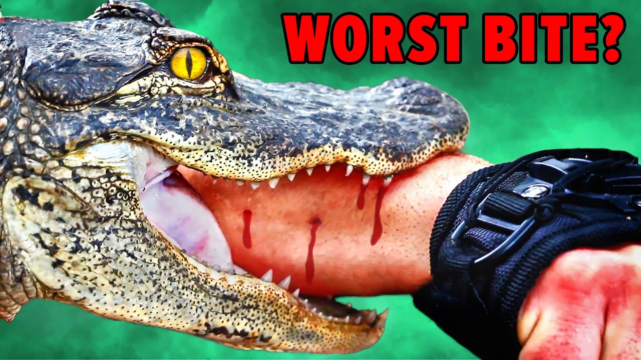 I Survived the WILDEST Animal Encounters EVER - YouTube