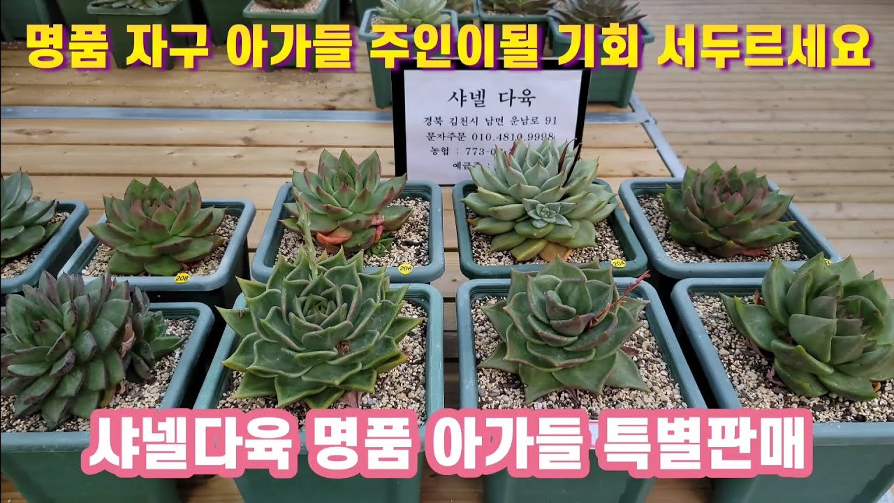 귀한 자구아가들 구매할 특별한기회 균일가 창다육 명품다육 이쁜아가들 늦으면 내것이 아니게 됩니다 명품다육 자구 묵둥이 창