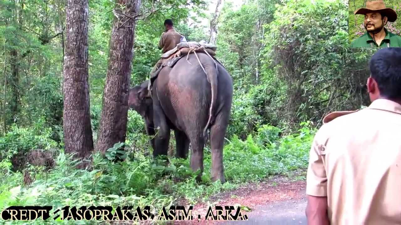 Forest Dept. Done a great Job by treated Wild Elephant in Short time ...