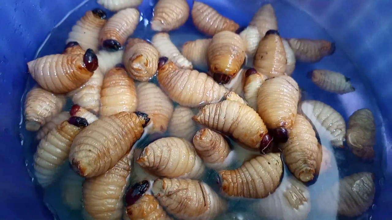 Kidu Khas Karo - Makanan Tradisi Karo - Ulat Sagu - YouTube