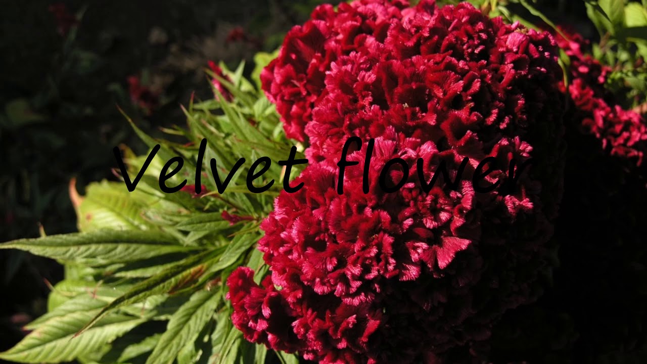 How To Pronounce Velvet Flower Youtube