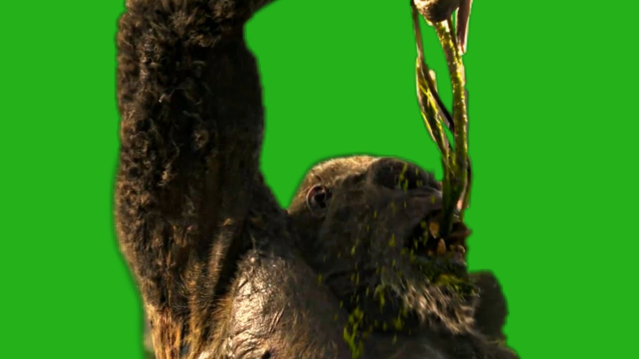 GODZILLA VS KONG GREEN SCREENS | HD | - YouTube