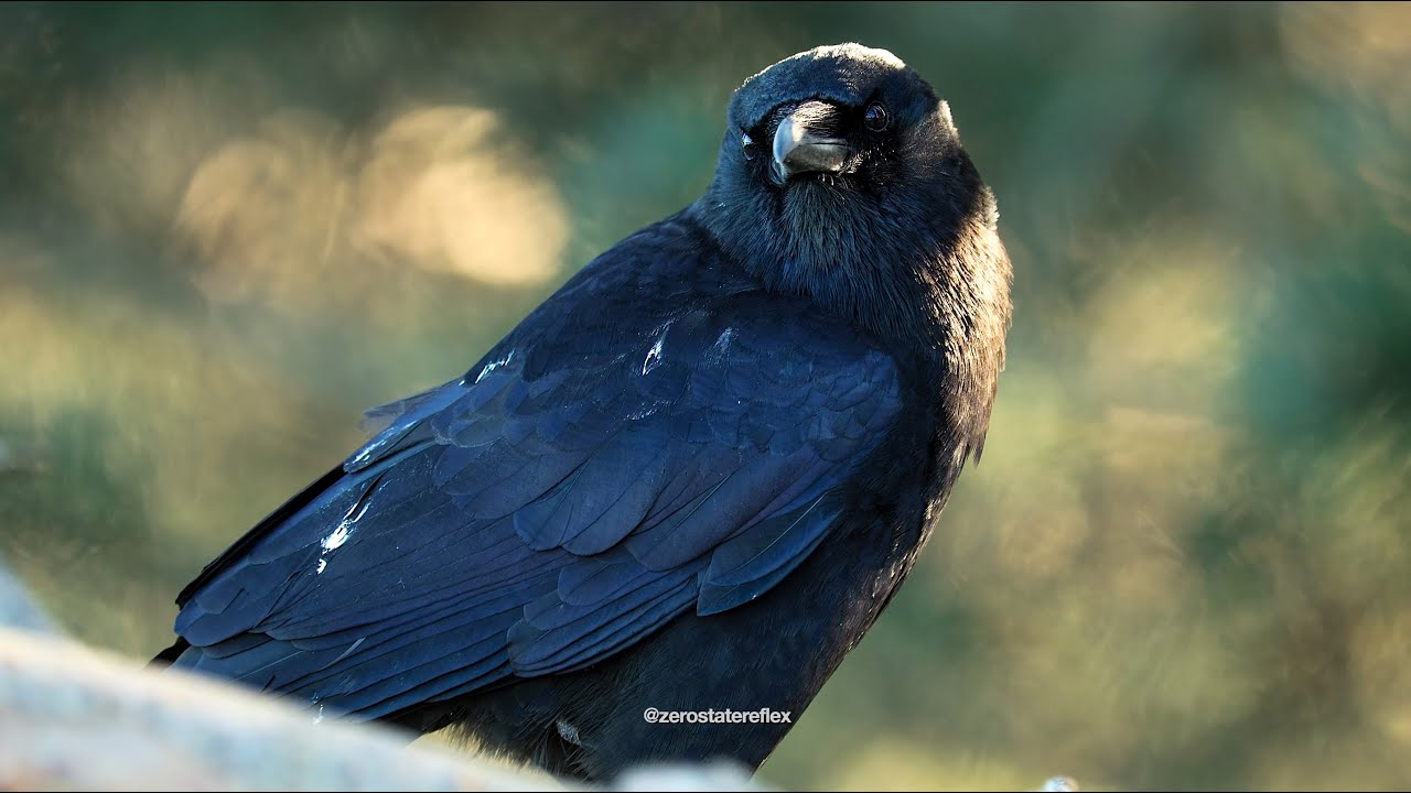 A Quick Crow Caw to a Crow Neighbor - YouTube