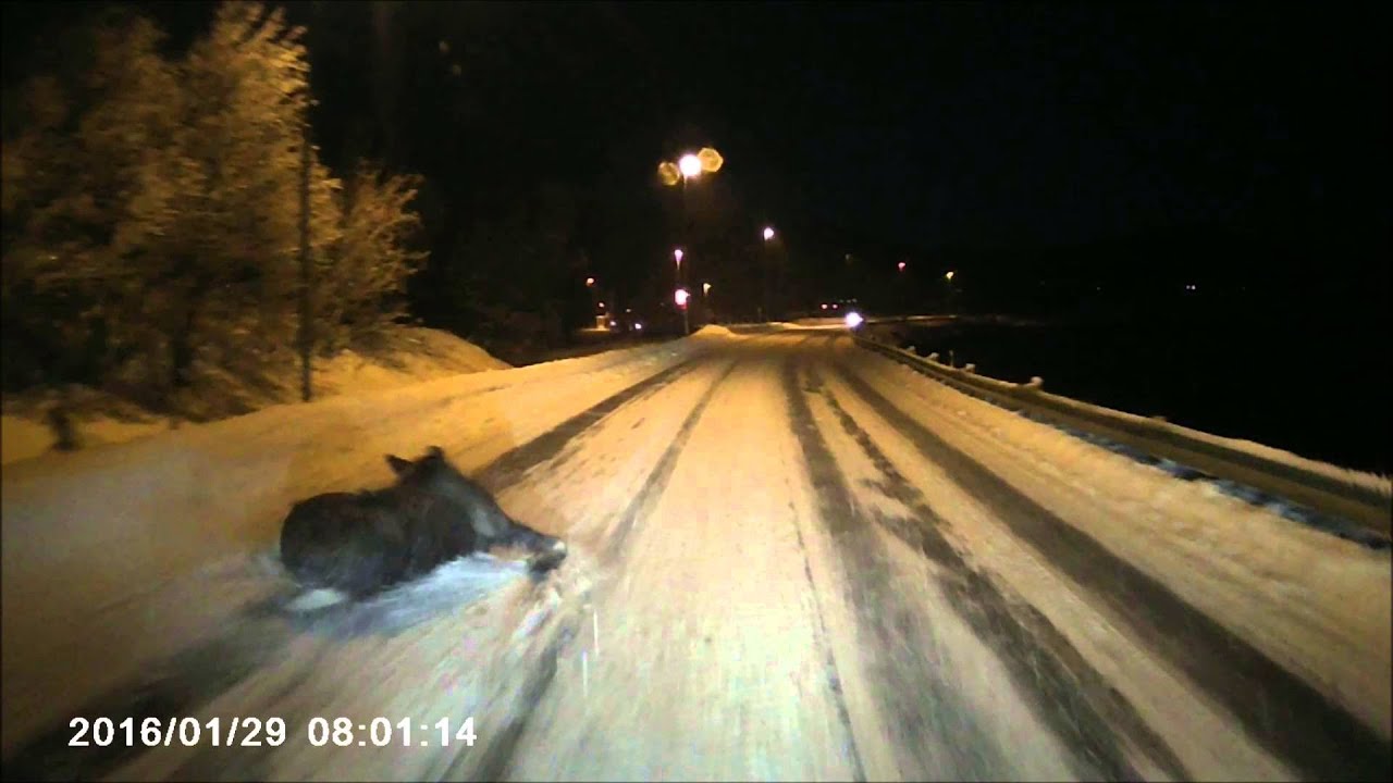 School Bus Hits A Moose || ViralHog - YouTube