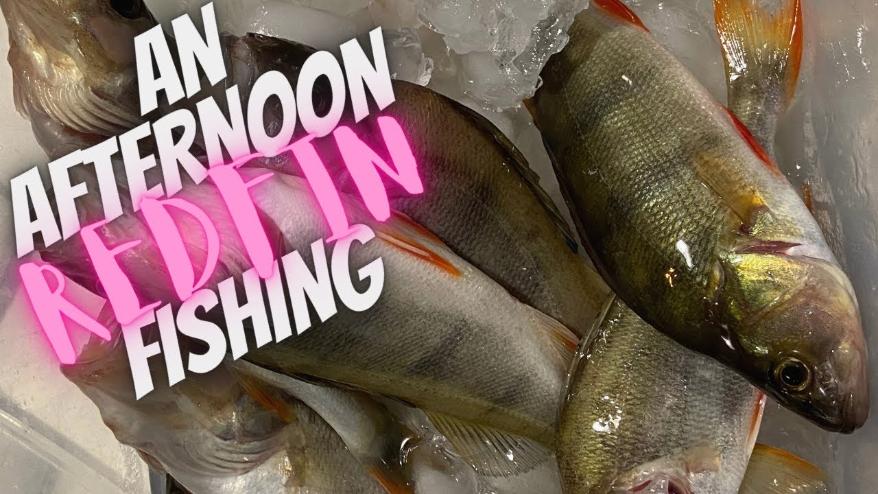 Afternoon Redfin Perch Fishing with Mason & Les - YouTube