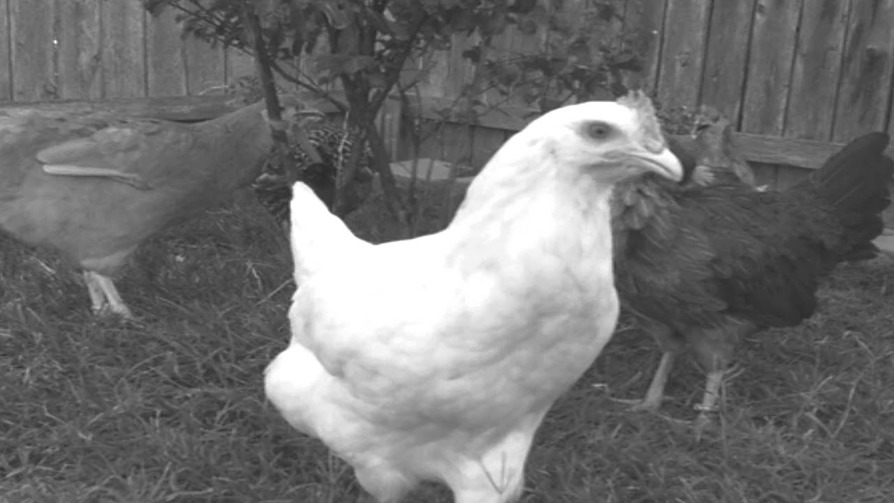 Mike El Pollo Sin Cabeza - YouTube