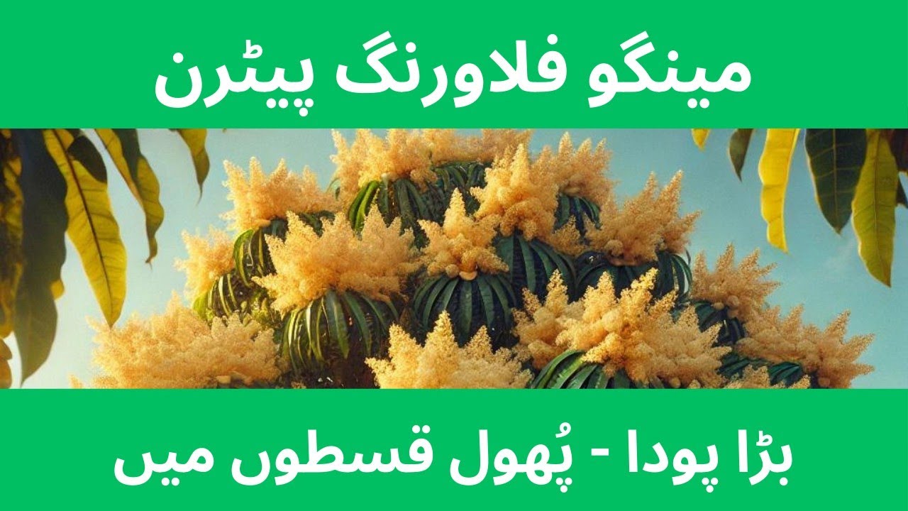 How Tree Size Influences Mango Flowering and Pest Management - YouTube