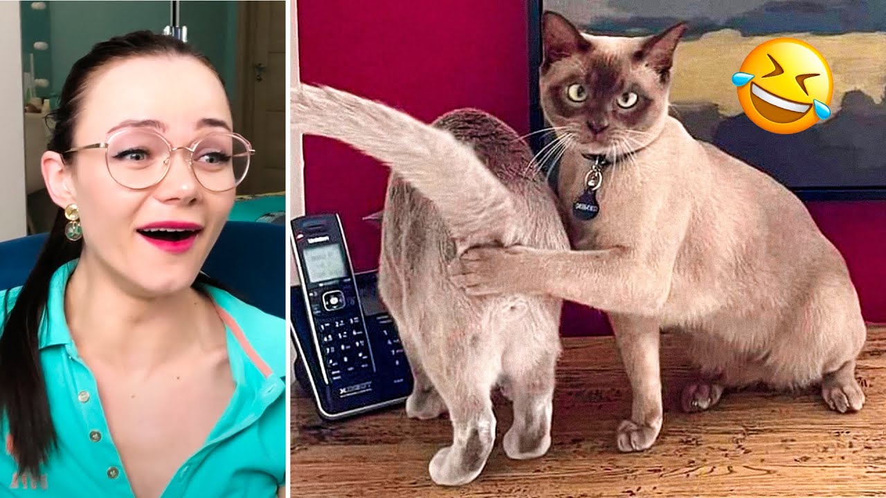 Funny Cats And Dogs Videos That Make You Laugh 😂 - YouTube