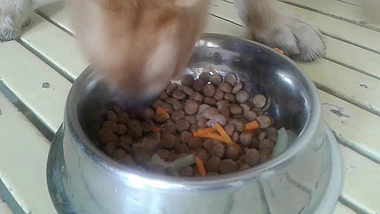 ASMR - Milo's veggies and kibbles - YouTube