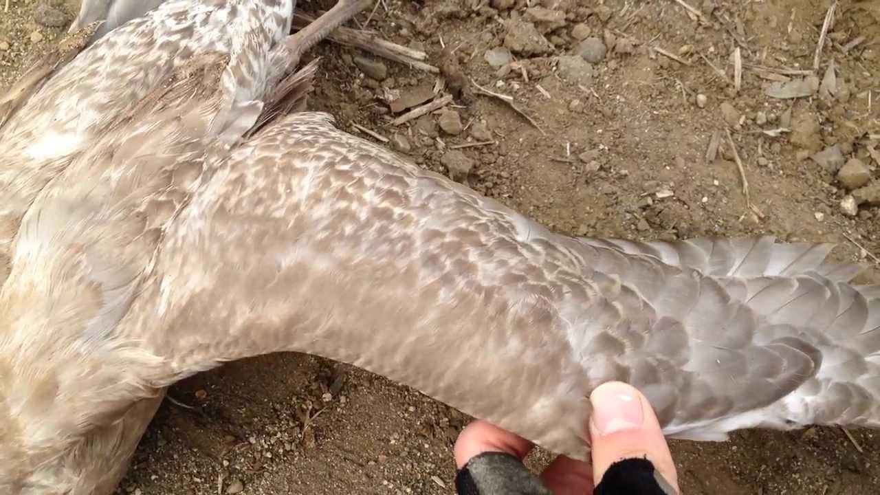 Bird - Analysis of how a gull wing folds and extends - YouTube