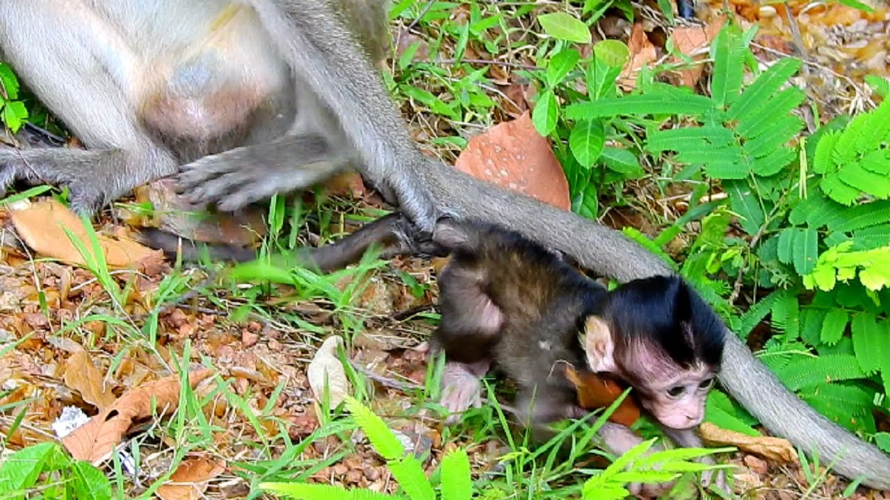 Ooh Amara Kidnap Little Brittany Like This So Pity Adorable Baby Monkey ...