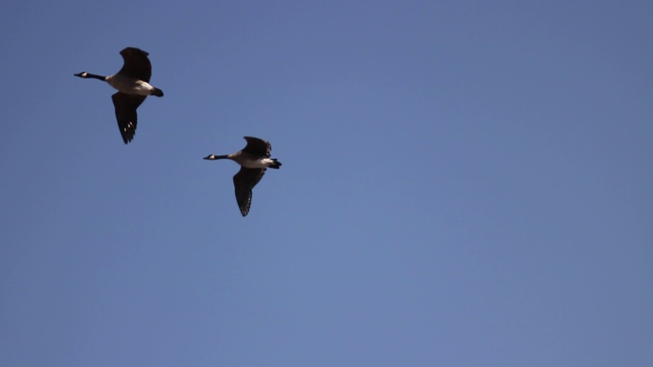 Canadian Honkers - YouTube