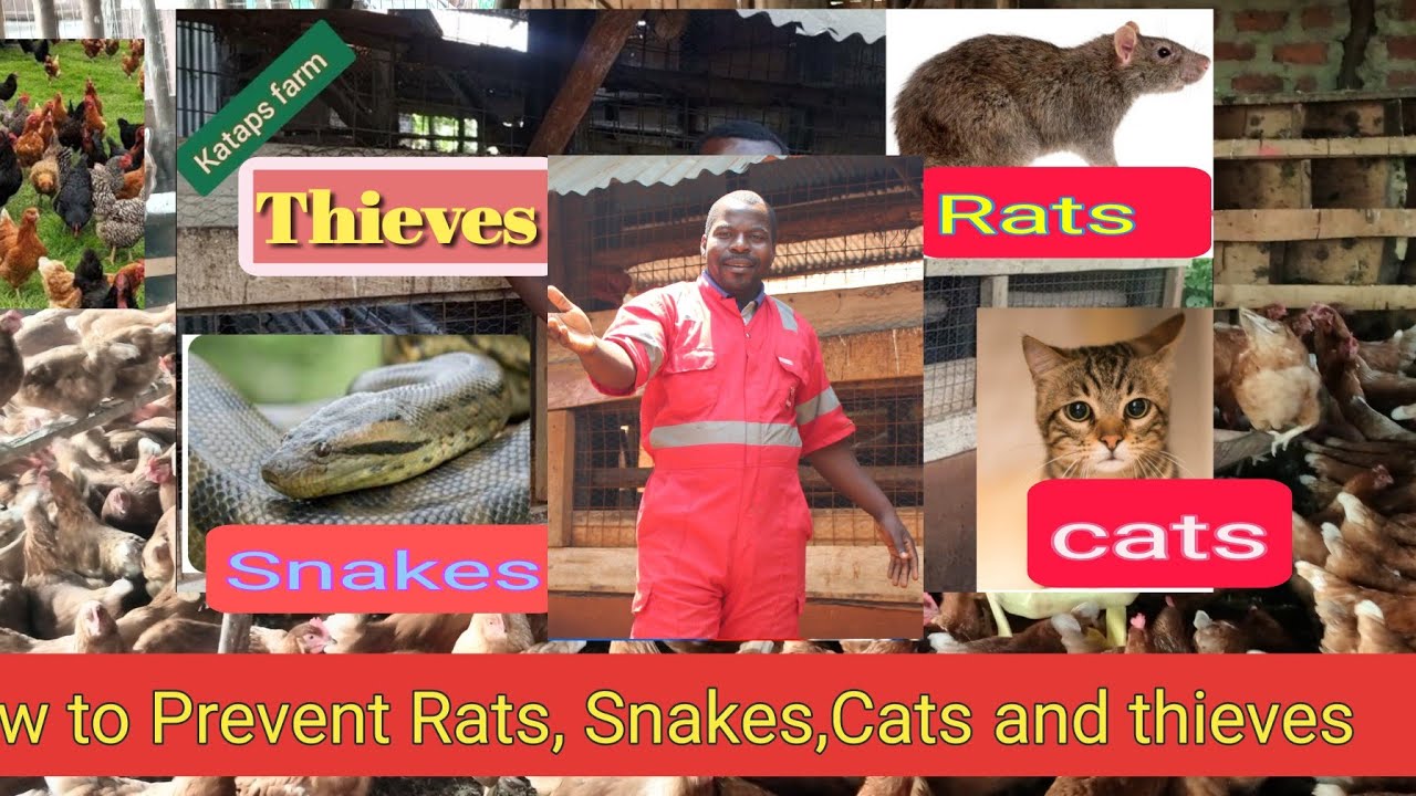How To Chase Away Rats Snakes Thieves Etc From Your Poultry House how-to-chase-away-rats-snakes-thieves-etc-from-your-poultry-house