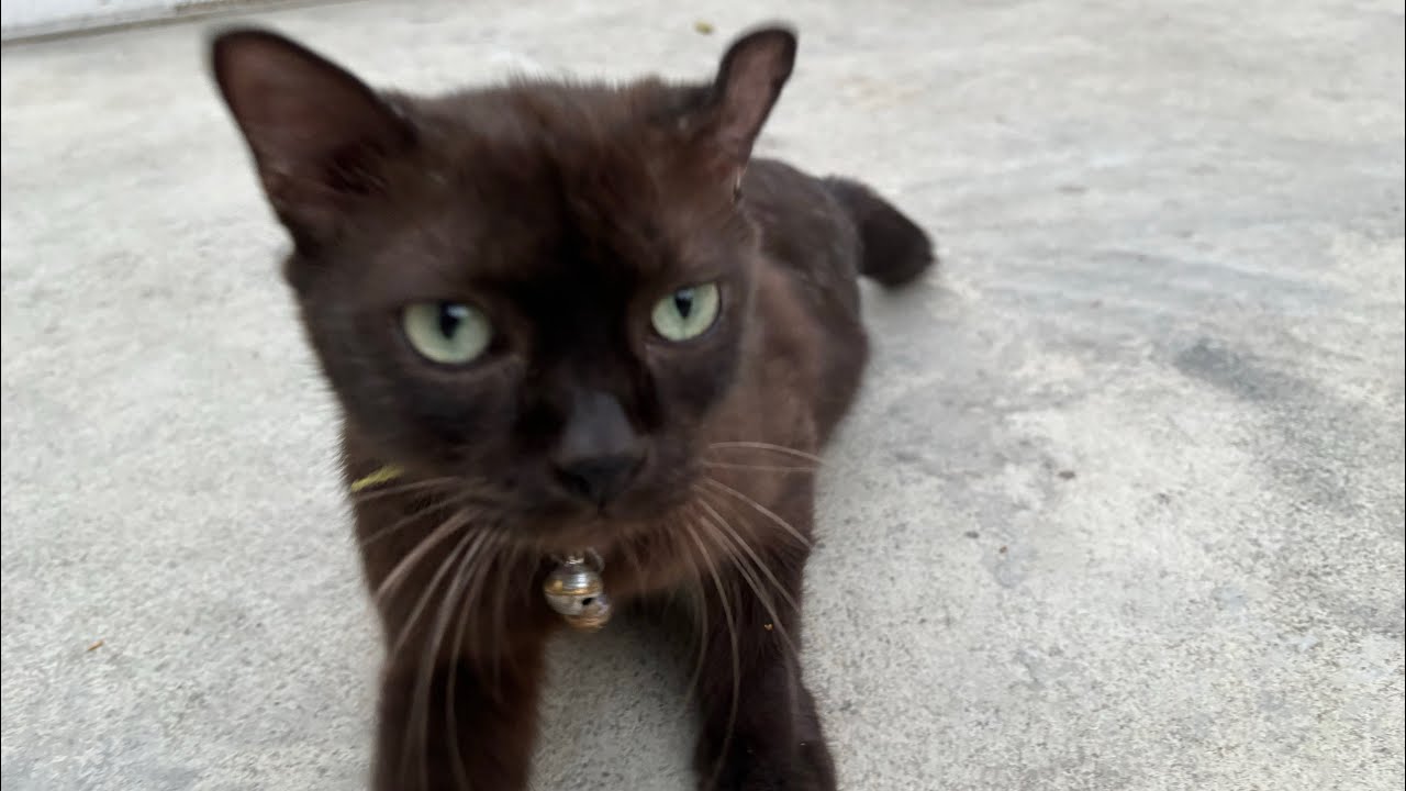 Meet muffin the cat - YouTube