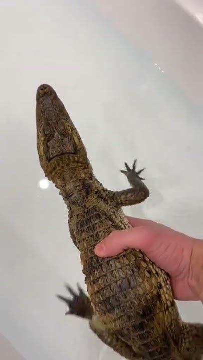 Домашний крокодил "Пушок" 🐊 - YouTube