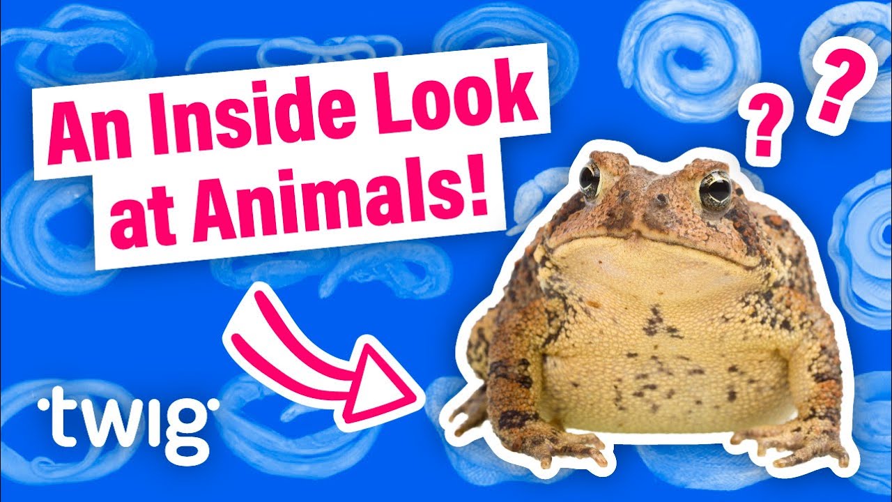 You've NEVER Seen Animals Like This Before! | Twig Science Reporter ...