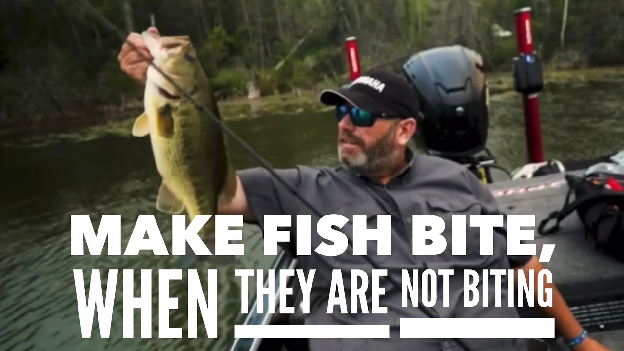 Make Fish Bite, When They Are Not Biting - YouTube