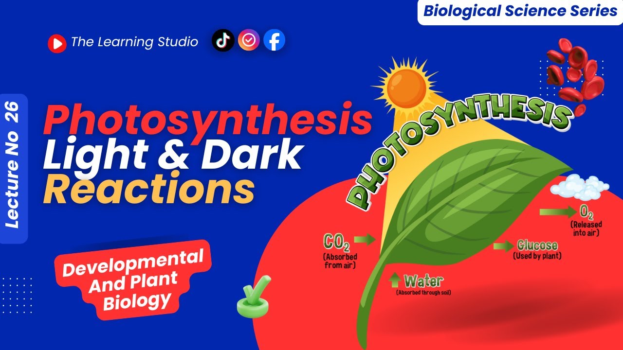Photosynthesis Explained | Light Reactions, Calvin Cycle & Chloroplast ...
