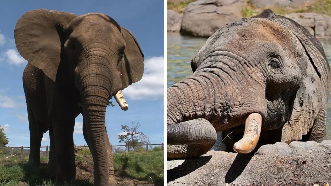 A New Chapter for Osh: Oakland Zoo's African Elephant Moves to ...