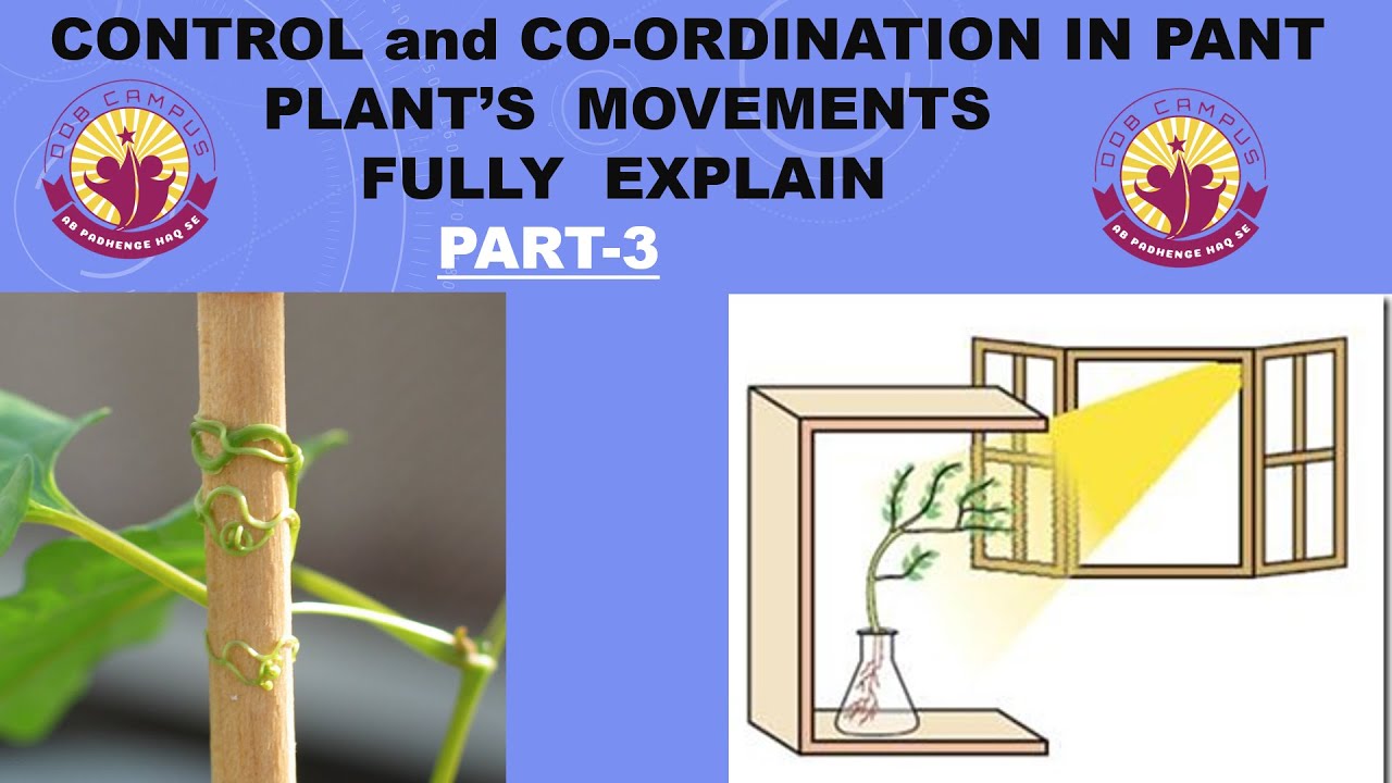 Control and Coordination In Plants | Plants Movements | class 10 NCERT ...