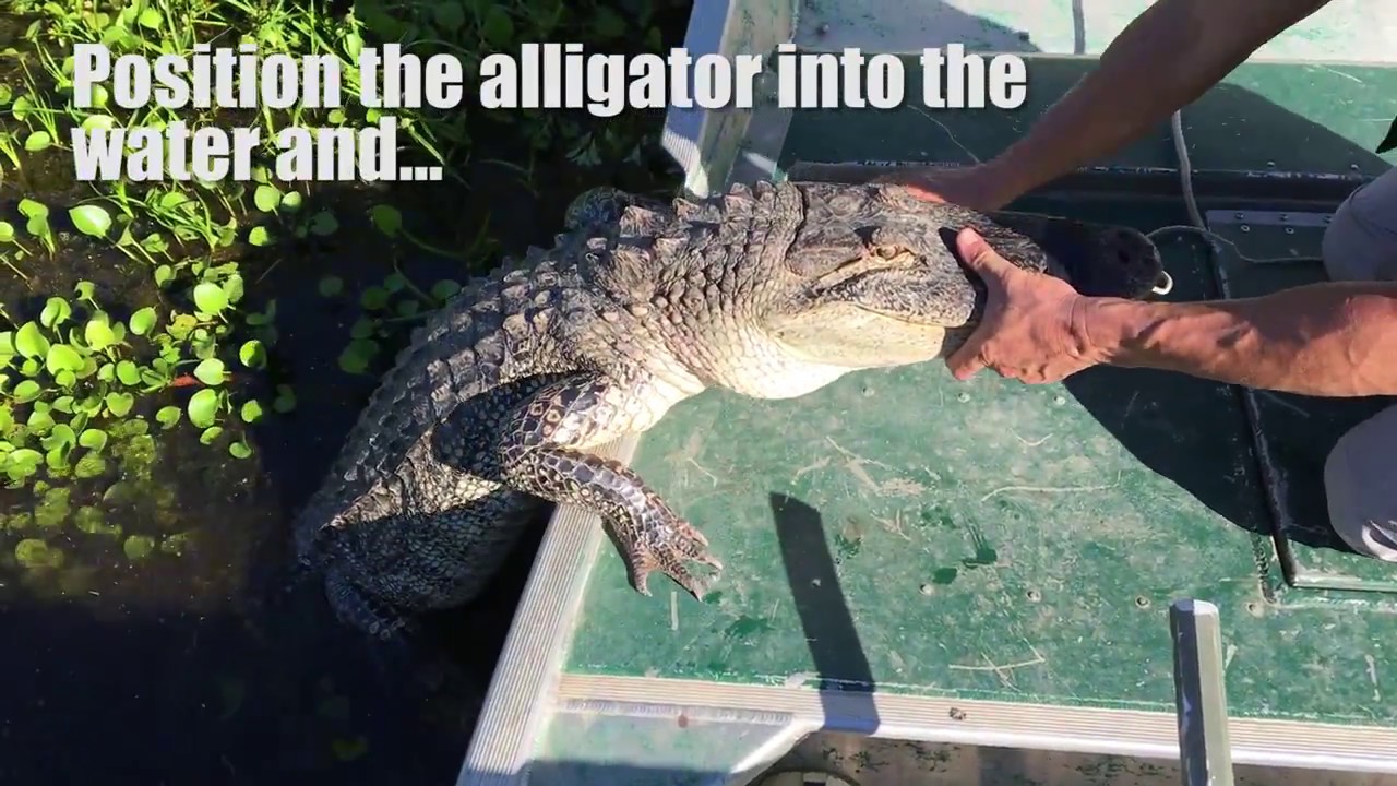 How to Safely Release an Alligator from a Boat - YouTube