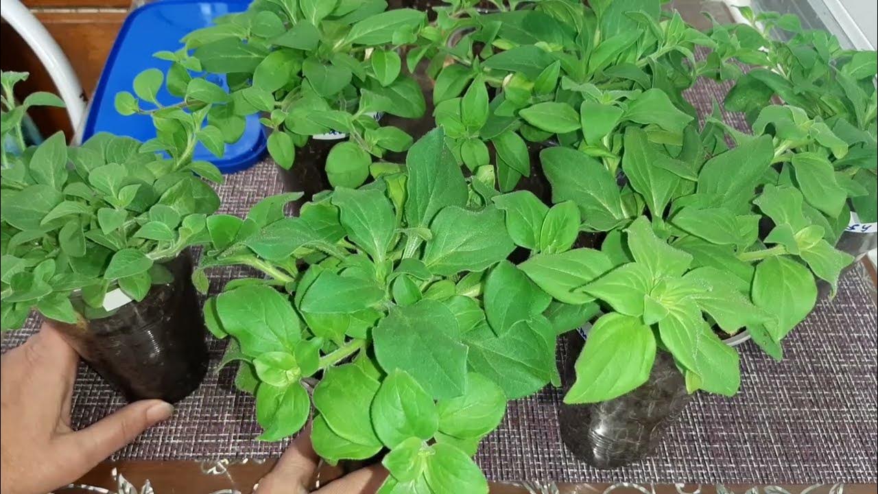 Черенкую петунию,тайдалы и другие сорта! 8 января 2024 г. - YouTube