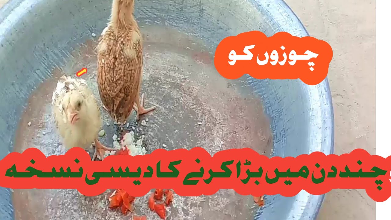 How to Grow chicken fast /How to increase baby chick weight faster ...