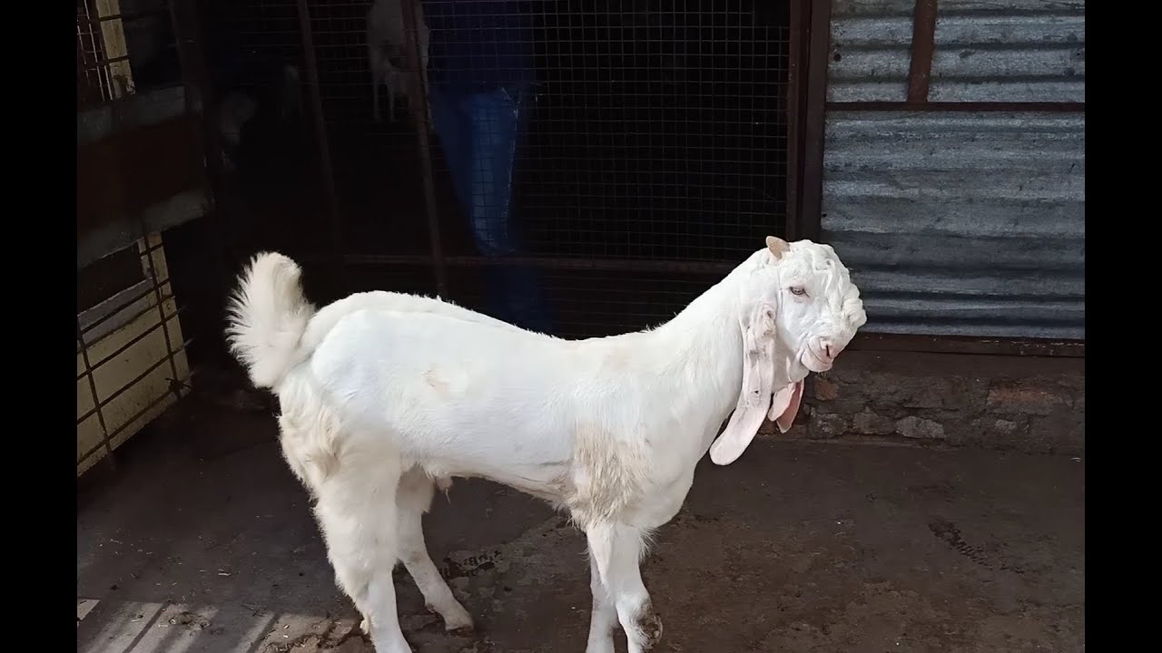 Hansa the most beautiful goat of world yousuf Bhai gulabi hansa kid ...