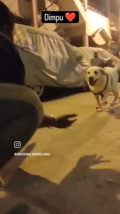 Dimpu. #love #doglove #doglover #dogs #dogshorts #doglife - YouTube