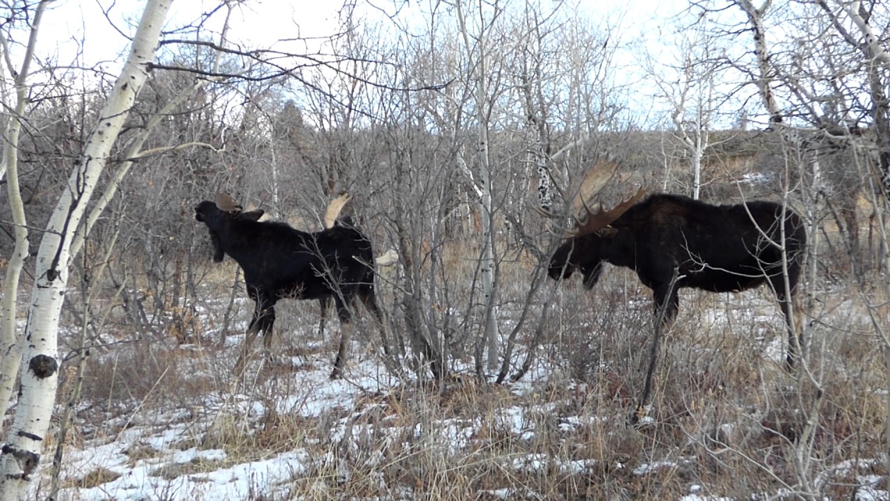 Big old Bull Moose in Late Rut - YouTube