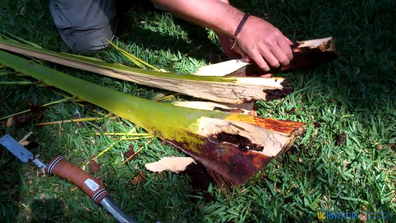 Palm frawn exploration for Red Palm Weevil - YouTube
