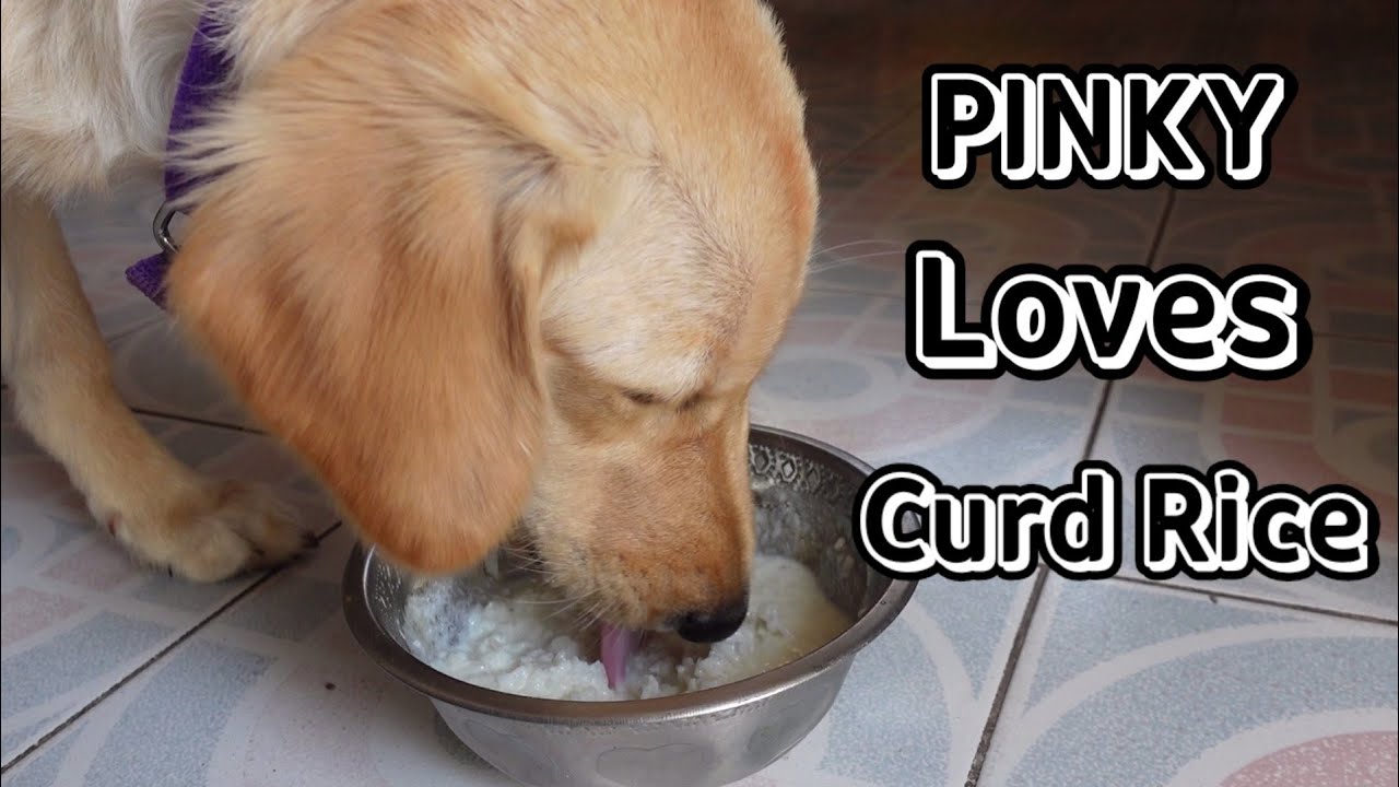 My Golden Retriever Puppy Loves Curd Rice 🍚.. - YouTube