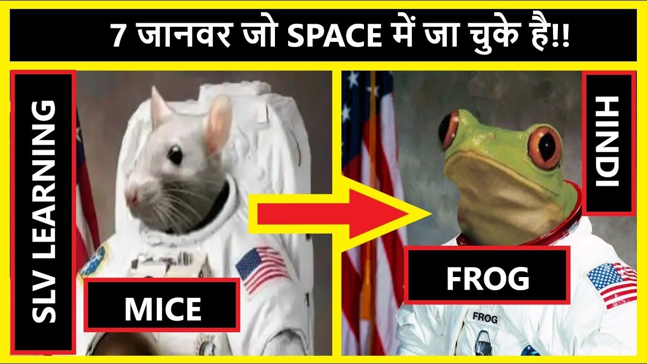 7 ANIMALS THAT HAVE BEEN TO SPACE 7-animals-that-have-been-to-space