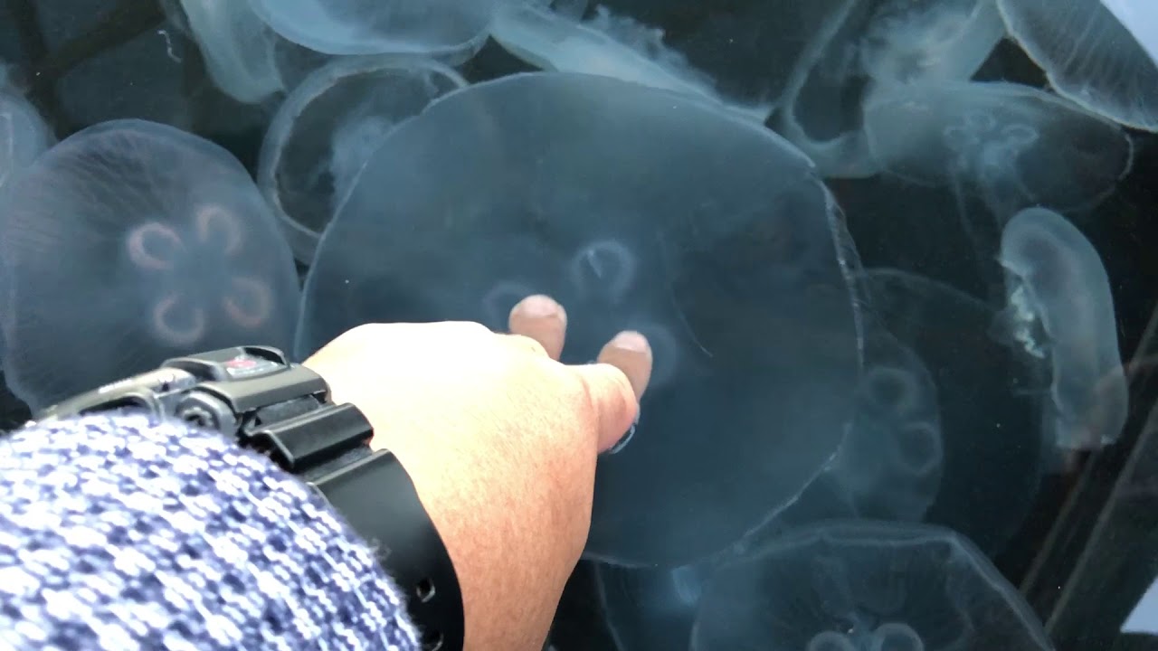 Touching moon jelly at aquarium of the pacific - YouTube