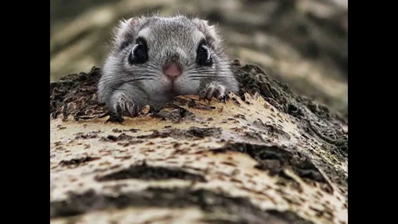 cute rodents :3 - YouTube