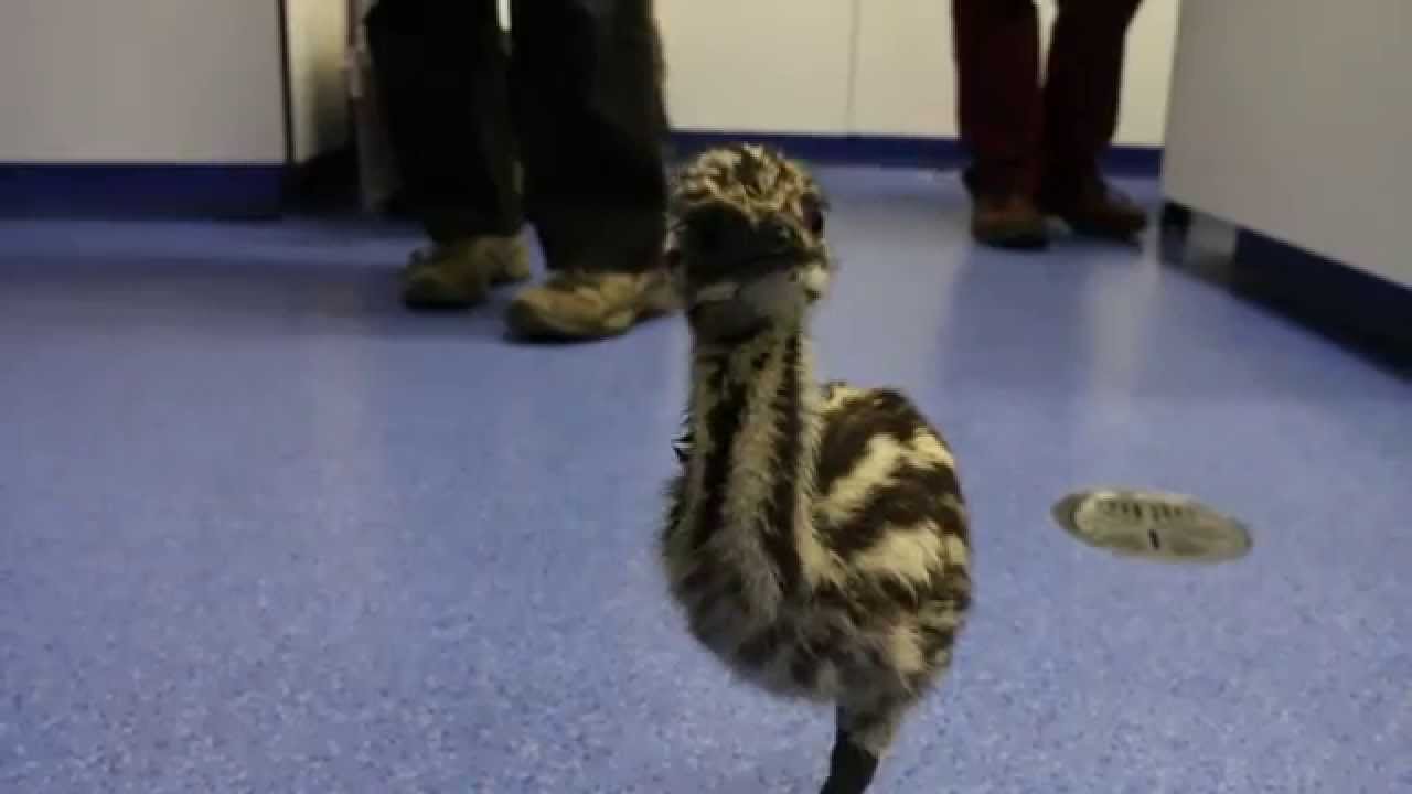 Eugene the Baby Emu at the RSPCA Wildlife Hospital - YouTube