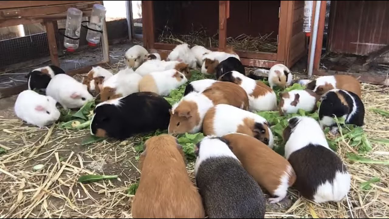 Saturday with Guinea pigs - YouTube