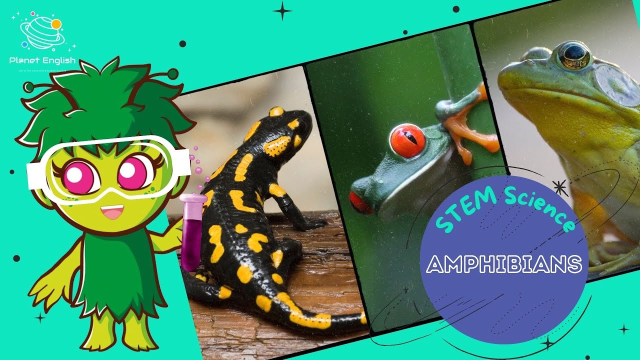Interesting Amphibians | Science for Kids - YouTube