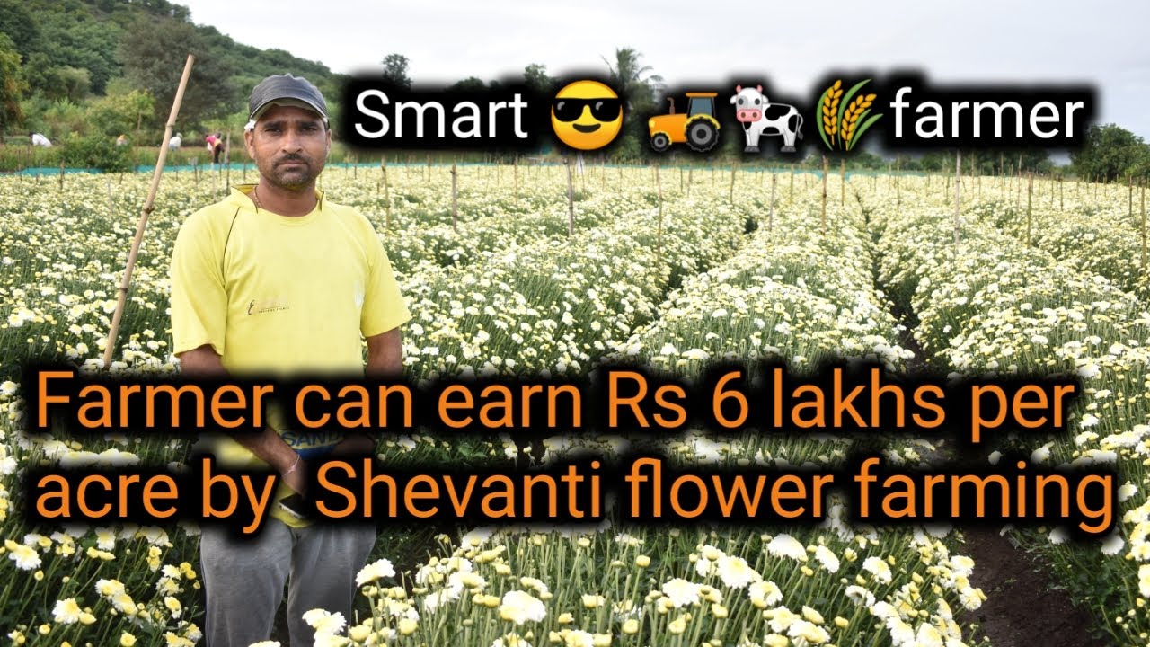 Farmer can earn 6 lakh per acre by shevanti flower farming ...