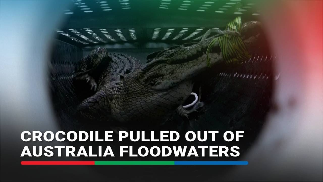 Crocodile pulled out of Australia floodwaters | ABS-CBN News - YouTube