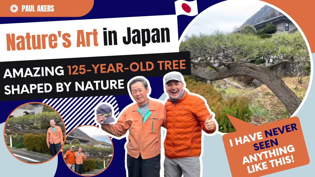 Nature's Art in Japan | Amazing 125-year-old tree shaped by nature ...