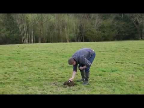 Un pétard dans une bouse de vache - YouTube