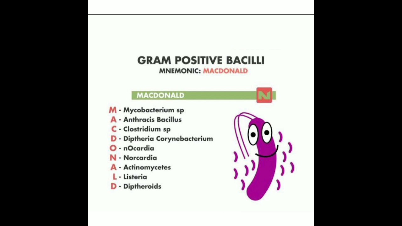 🎲 MNEMONIC Gram positive Bacilli 🎲 - YouTube