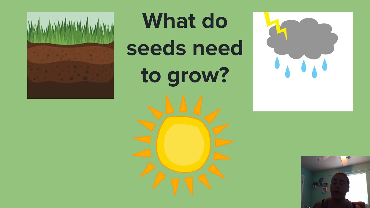 Seed Growth Flipped Classroom - YouTube