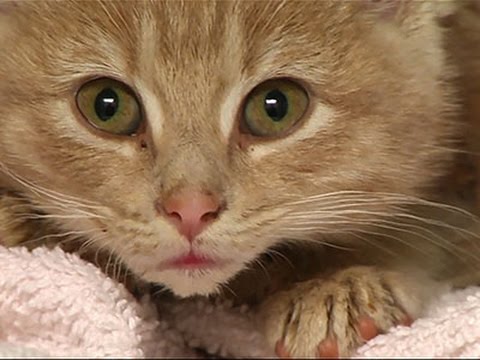 Cold Kitten Rescued From Sub-zero Temperatures - YouTube