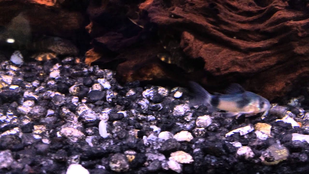 Blue Corydoras Weitzmani - YouTube