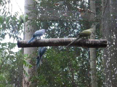 Alexandrine Parrots in their Aviary - YouTube